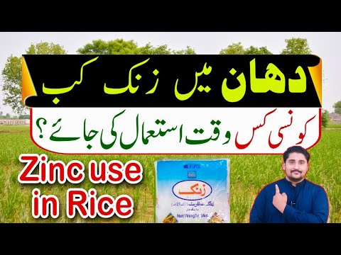 Use Zinc in Rice Crop | Zinc Application in rice | Rice Farming || Apna ...