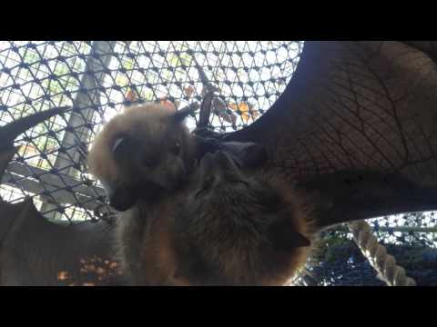 Mum and baby bat mutually kissing - YouTube