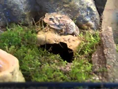 toad terrarium - YouTube