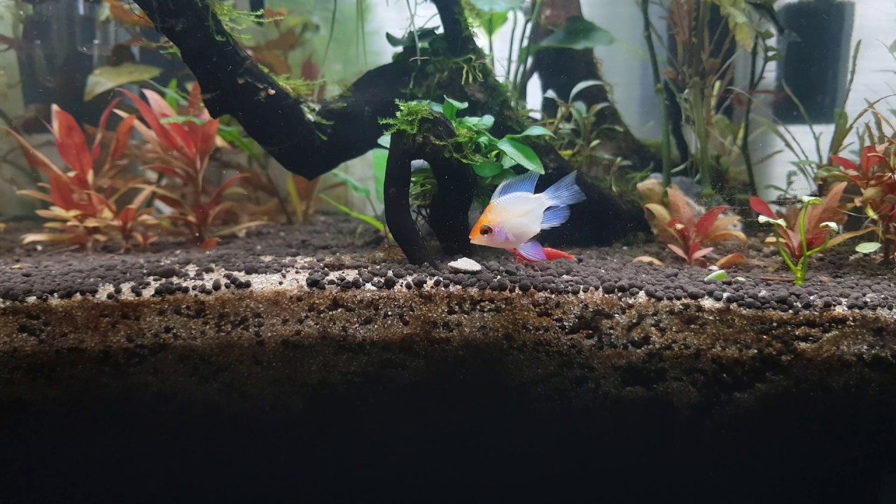 Balloon Ram Feeding - 190914 - YouTube