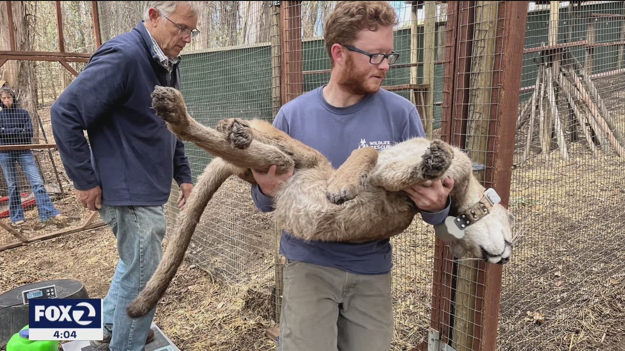 Tranquilized mountain lion demonstrated strange behavior, undergoes ...