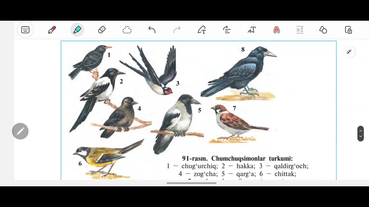Biologiya. Biology. 7-sinf Zoologiya Qushlar 2-qism - YouTube