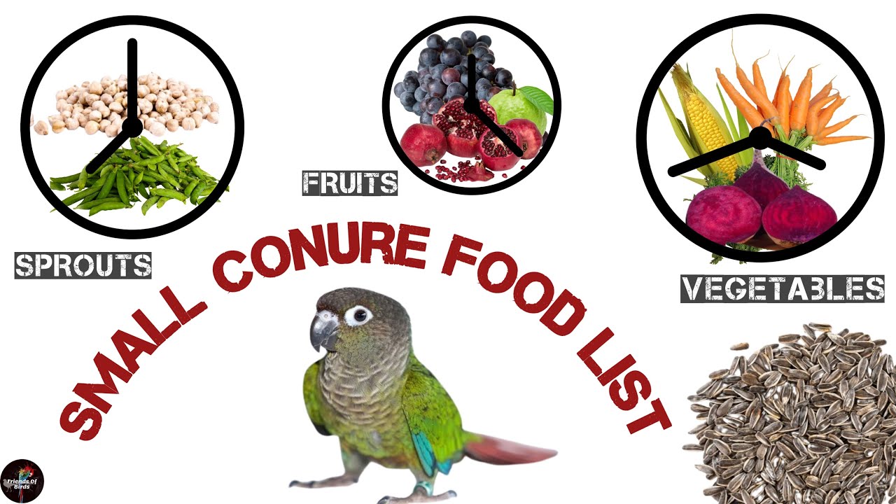 The Top Picks for Small Conure Food in tamil | small conure care and ...