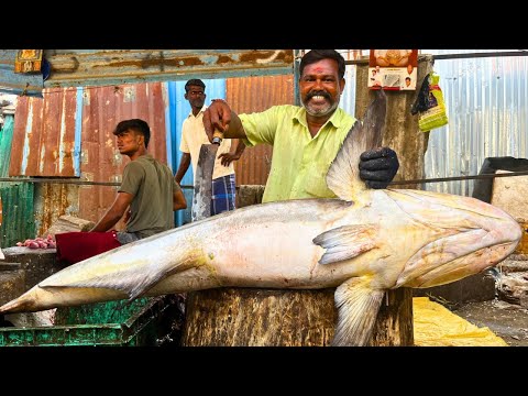 KASIMEDU 🔥 CHEETAH DURAI | 33KG GIANT KADAVARA FISH CUTTING VIDEO | FF CUTTING 🔪