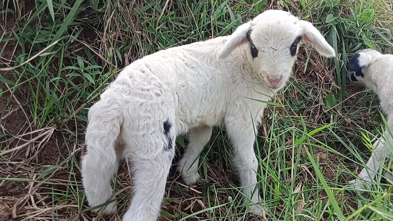 kambing 🐐 besar sheep goat kabing lucu kambing sawah - YouTube