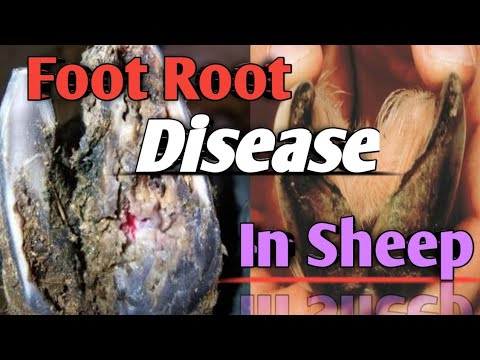 #FOOT #ROT disease in case #Sheep full treatment k liye discription ...