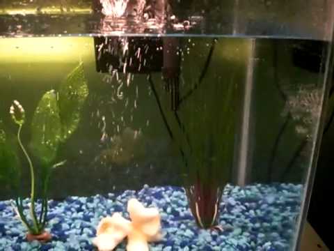 Guppy Aquarium set up - YouTube