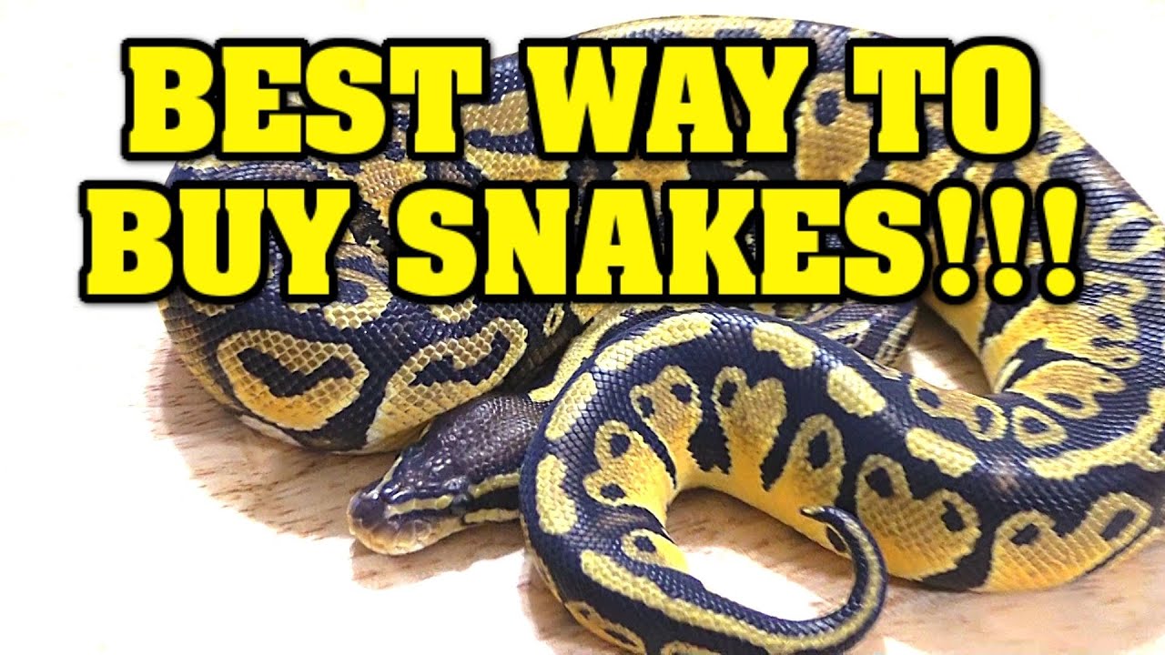TIPS FOR BUYING A SNAKE!!! What to ask online to AVOID A SCAM! Also ...