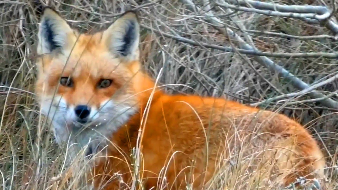 Fox call sound, walking, running | Wild, Red - YouTube