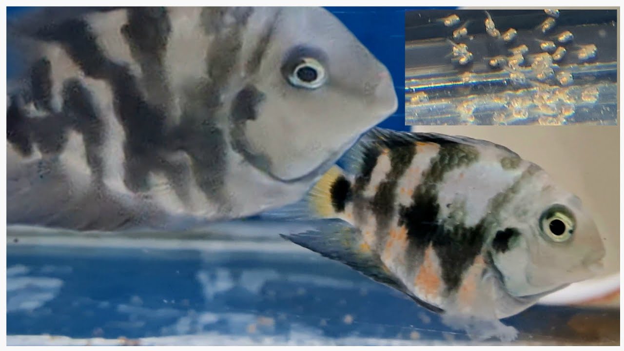 How to Breed Polar Panda Parrot Cichlids. Polar Parrot Cichlids ...