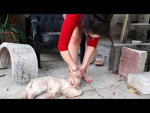 woman butcher goat/ vlog