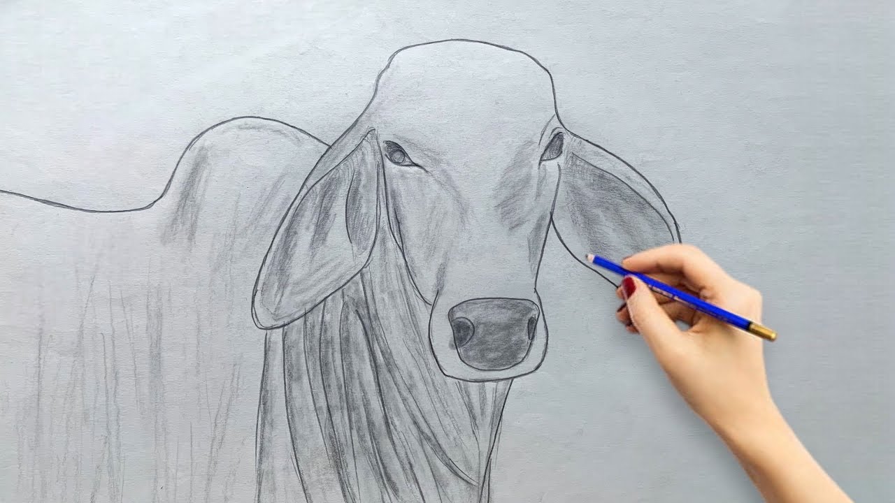 Cow Drowing || How to Drow Cow Drowing Easy - YouTube