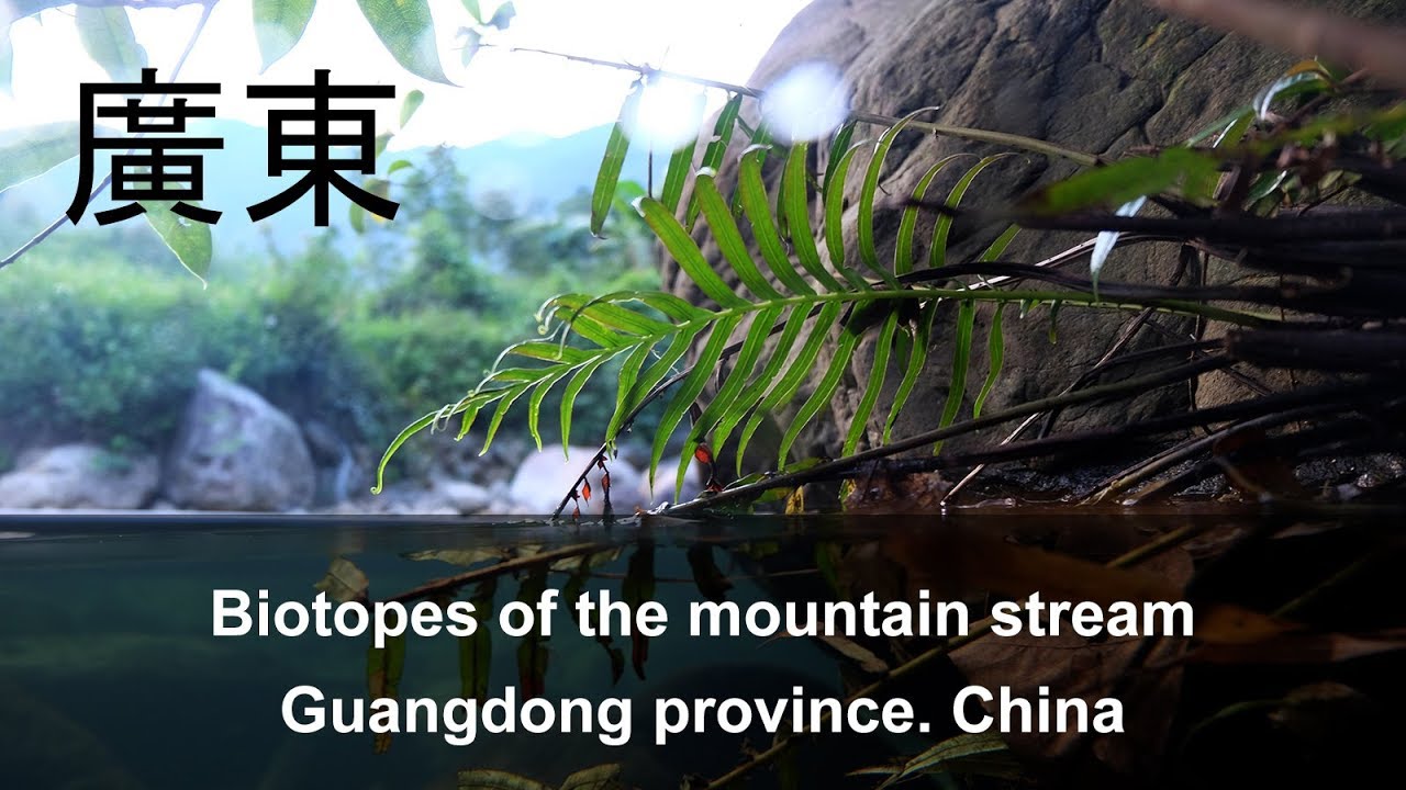 Biotopes of the mountain stream. Guangdong province. China - YouTube