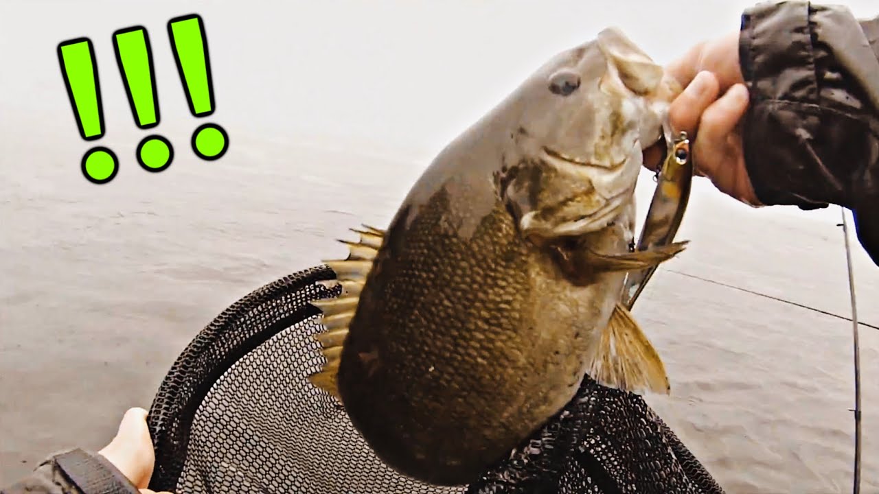 Des Gros Spécimens !!!! (Achigan) - YouTube