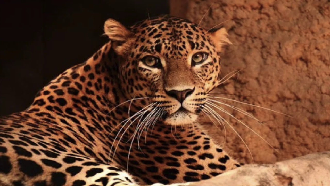 Leopard Sounds | Animal Sounds for kids - YouTube