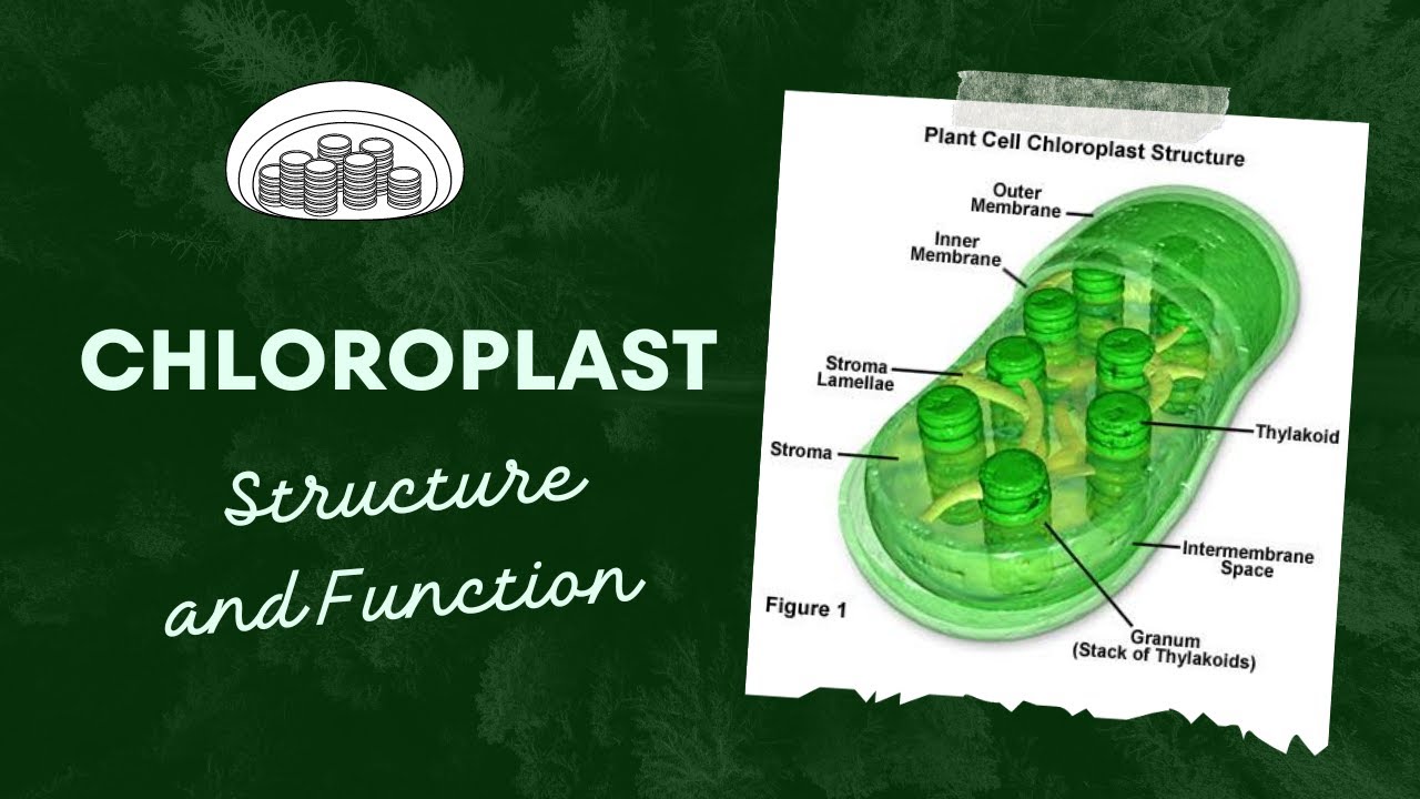 Structure of Chloroplast | Detailed video | Bio Solutions | Monika ...