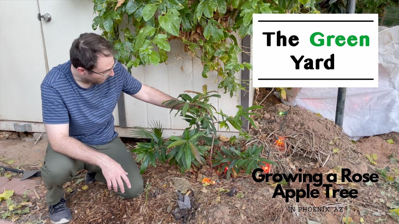 Growing a Rose Apple Tree in Phoenix, AZ - YouTube