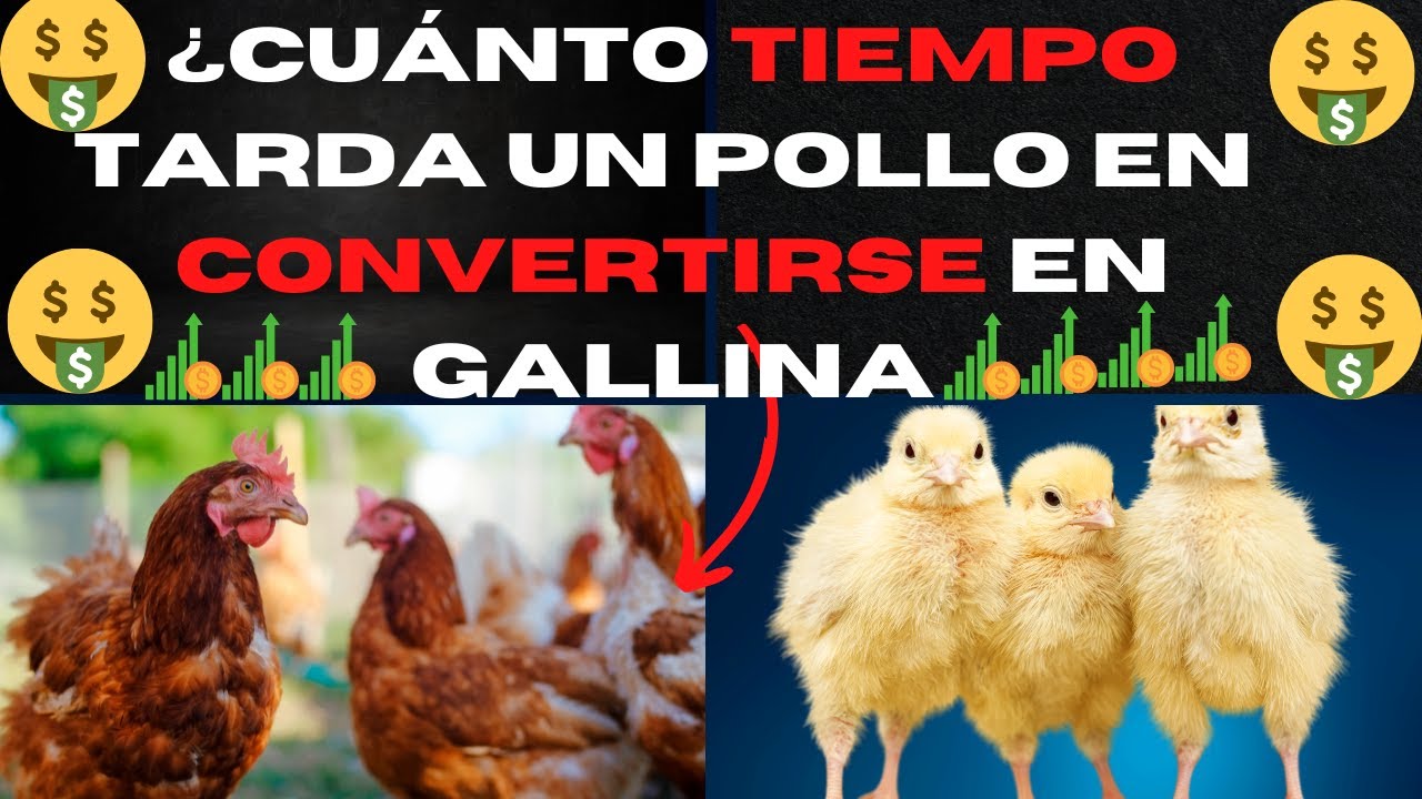La verdad sobre la evolución del pollo - YouTube