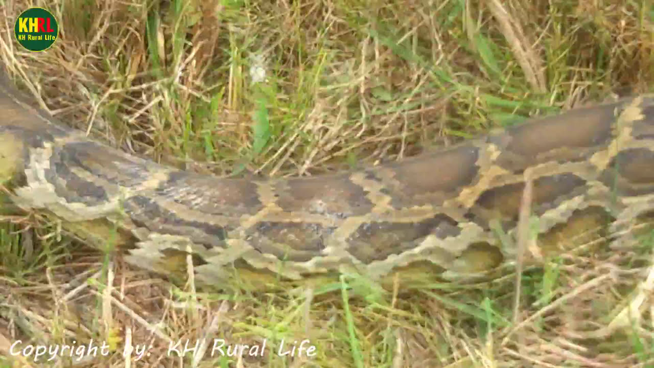 Oops! A Big Snake Attack Buffalo | Animals Attack Buffalo Behind a ...