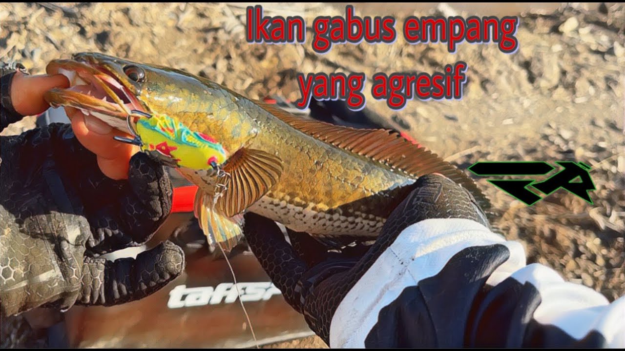 SOFT FROG 3D !!! Mancing casting ikan gabus - YouTube