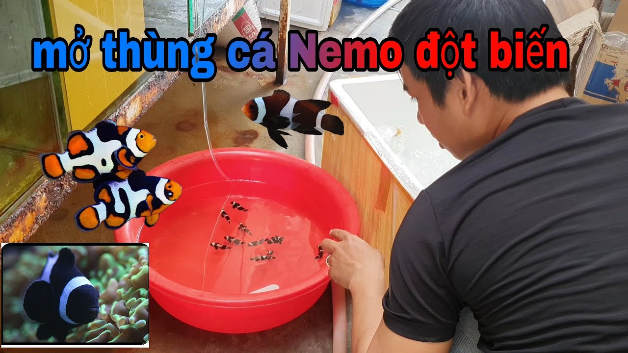 Khám phá nemo đột biến mới: loại nemo đắt nhất - YouTube