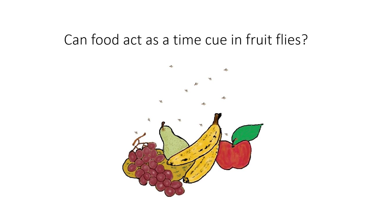 Can food act as a time cue in fruit flies? - YouTube