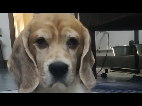 Who wants stick? DoDo wants stick😍 - YouTube