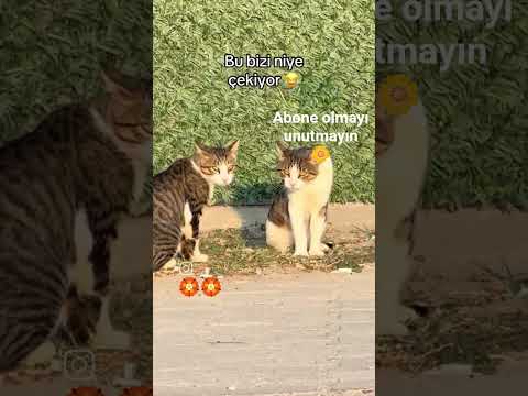 Eğlenceli içerikler için abone olup destek olabilirsiniz 👍