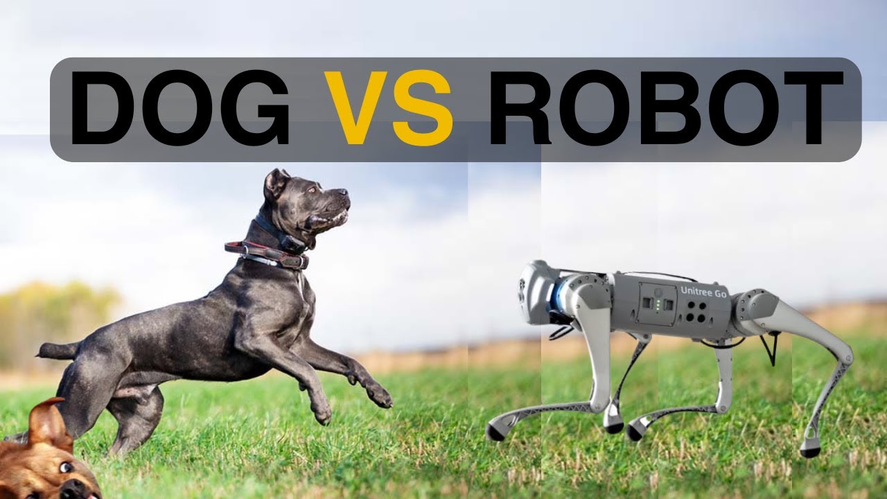 Dog Fighting with Robot 🐶 | Dog Vs Robot In IIT Kanpur - YouTube