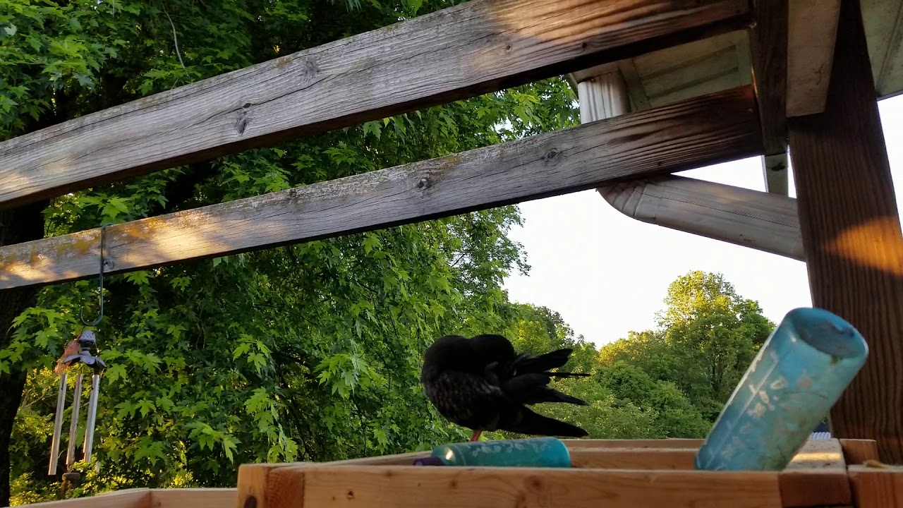 Pet homing pigeon at Rodent Country - YouTube