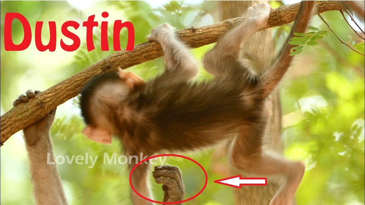 Little Dustin Cry Scared Spring Disturb Drag Nearly Fall Down. What ...