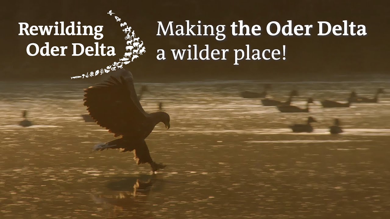 Rewilding Oder Delta - Let's make the Oder Delta a wilder place! - YouTube