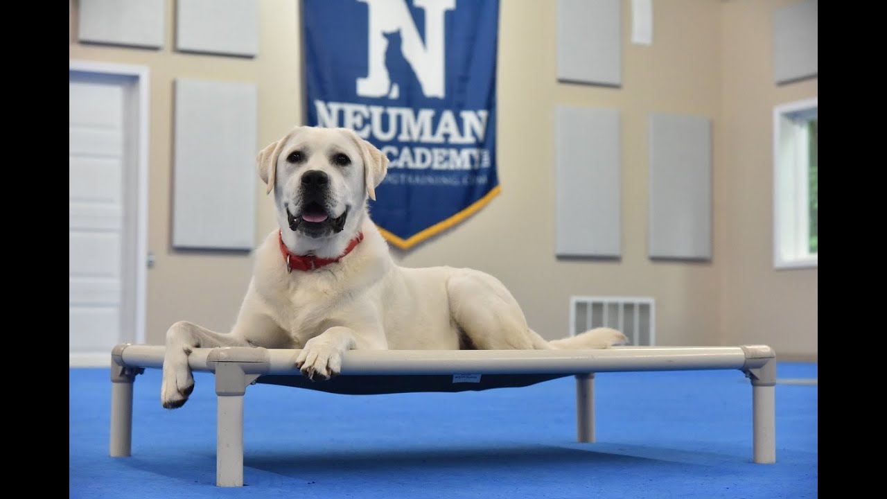 Ranger (English Labrador Retriever) Puppy Camp Dog Training Video ...