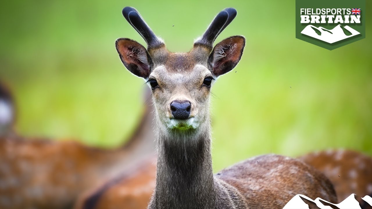 A Year in the Life of Sika, part 1 - YouTube