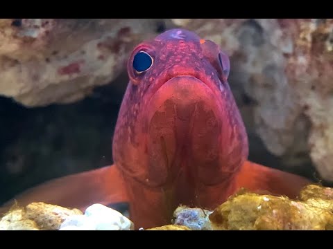ニジハタ Darkfin hind Cephalopholis urodeta - YouTube