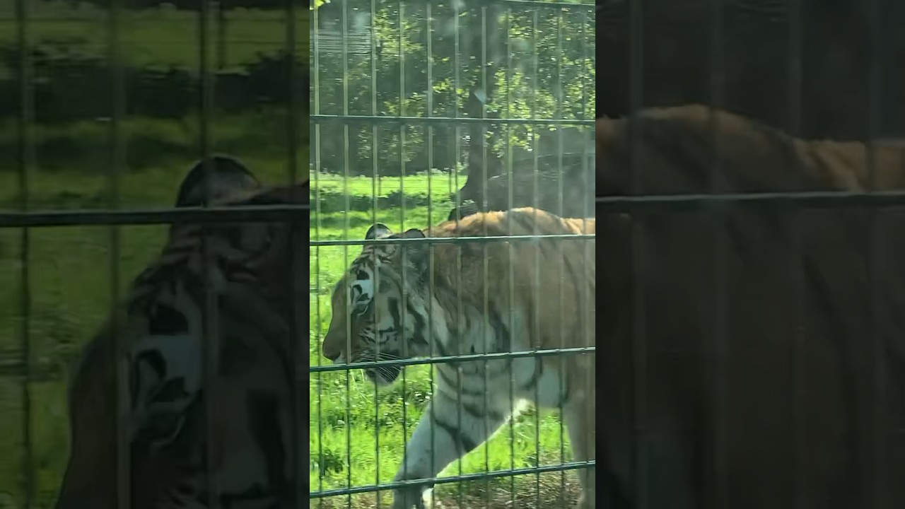 Intimidating animals #cool - YouTube