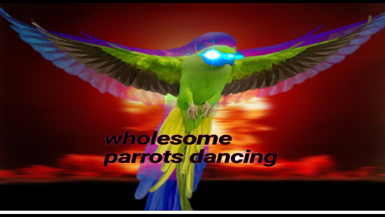 wholesome parrots dancing (meme animation) - YouTube