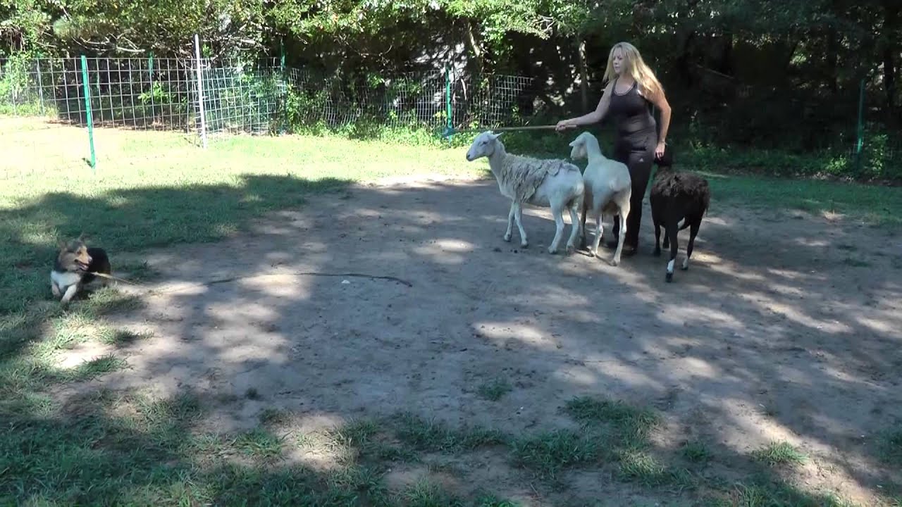 Corgi Sheep Herding - YouTube