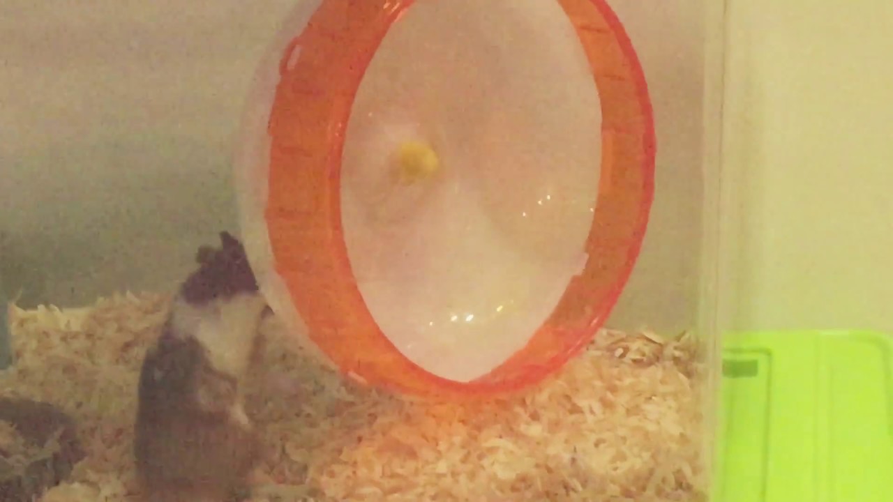 Training for the Great Escape -Oreo the Hamster - YouTube