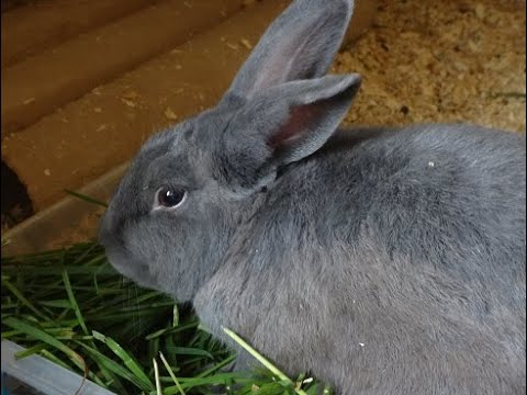 Why We Butchered Our MAIN BREEDNG BUCK/a Tribute to Basil - YouTube