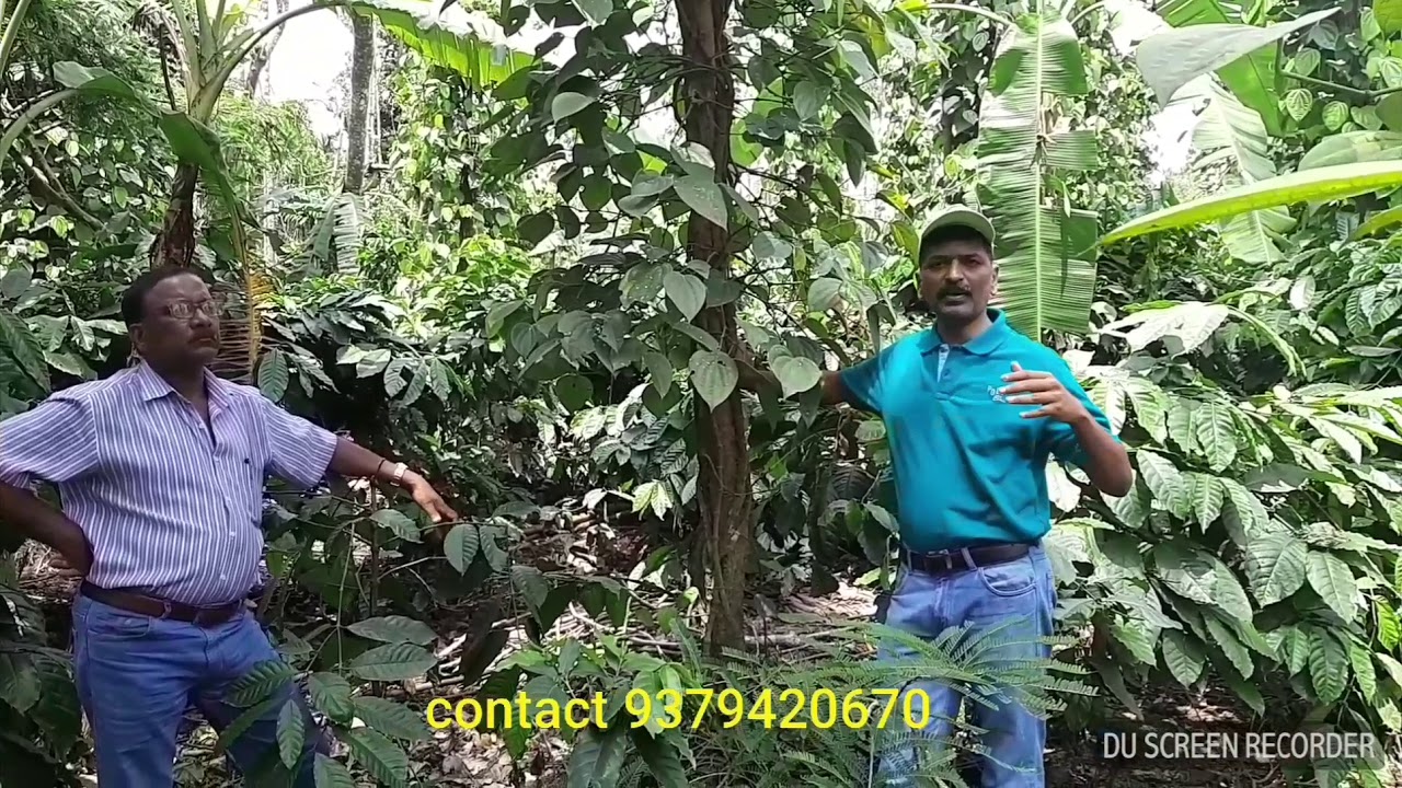 Black Pepper Wilt Disease Management - YouTube