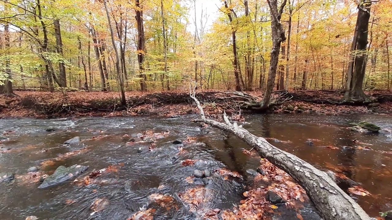 Rivulet and Fall Colors Connecticut 2020 - Part 2 - YouTube