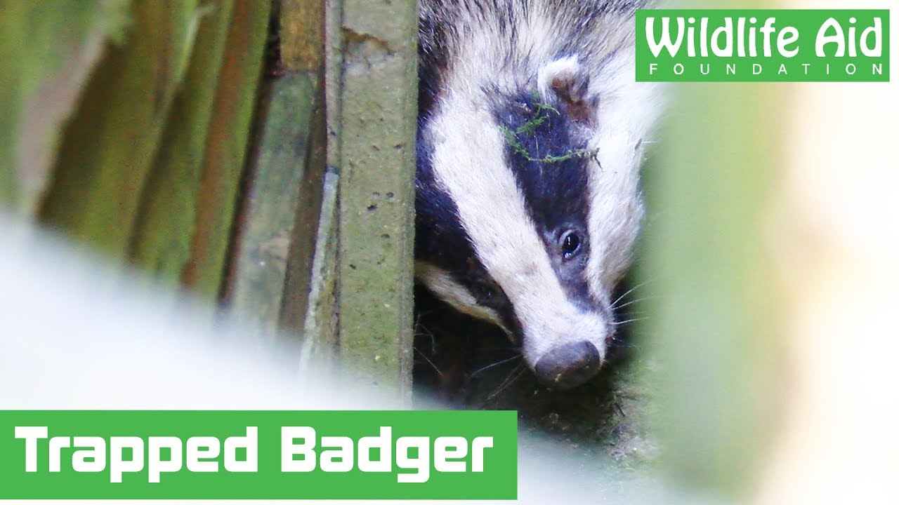 Badger trapped between two fences rescued! - YouTube