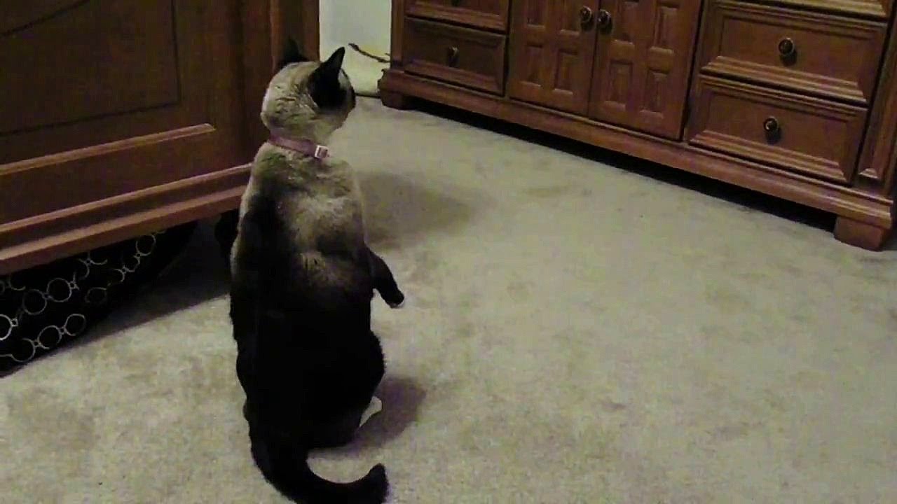 20 Pound Cat Sees A Ghost ORIGINAL VIDEO - YouTube