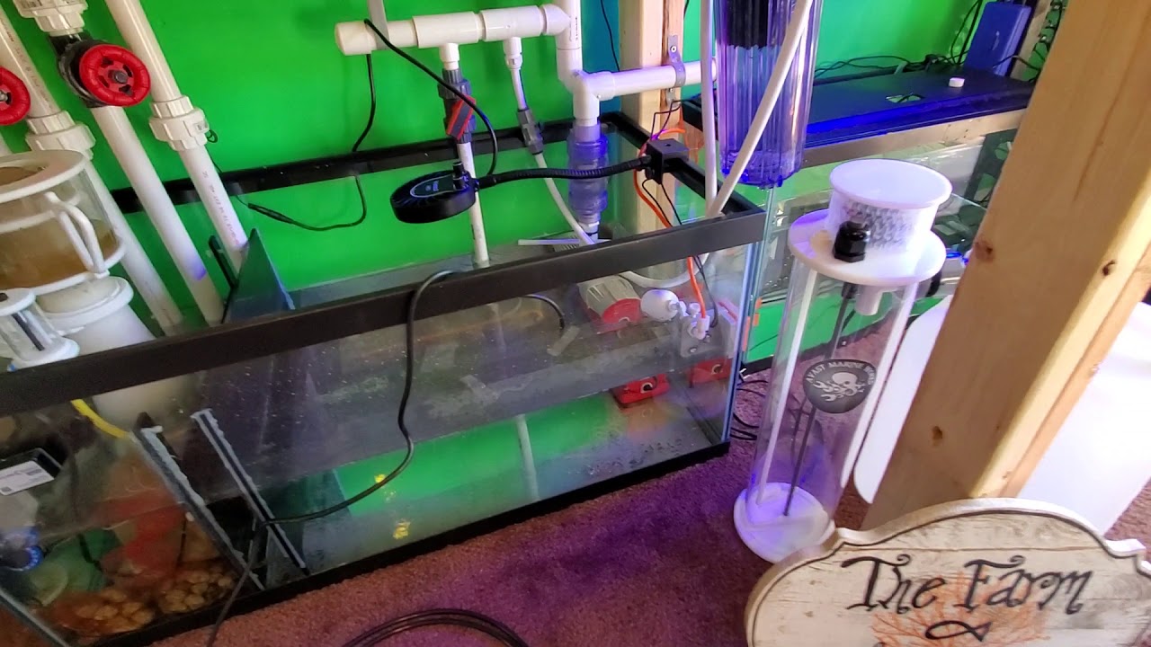 Almost ready for Coral!! Farm update - YouTube