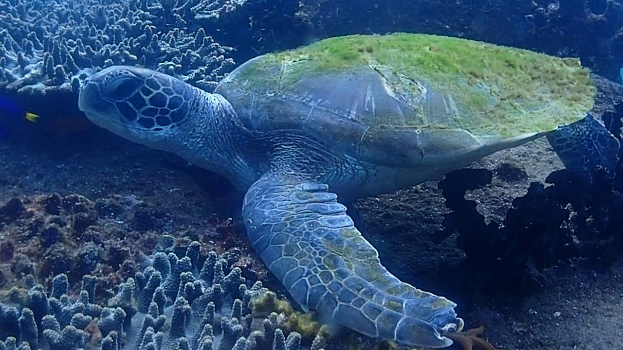 Touching Friendly Green Sea Turtles are !! Diving Deap Sea With Green ...