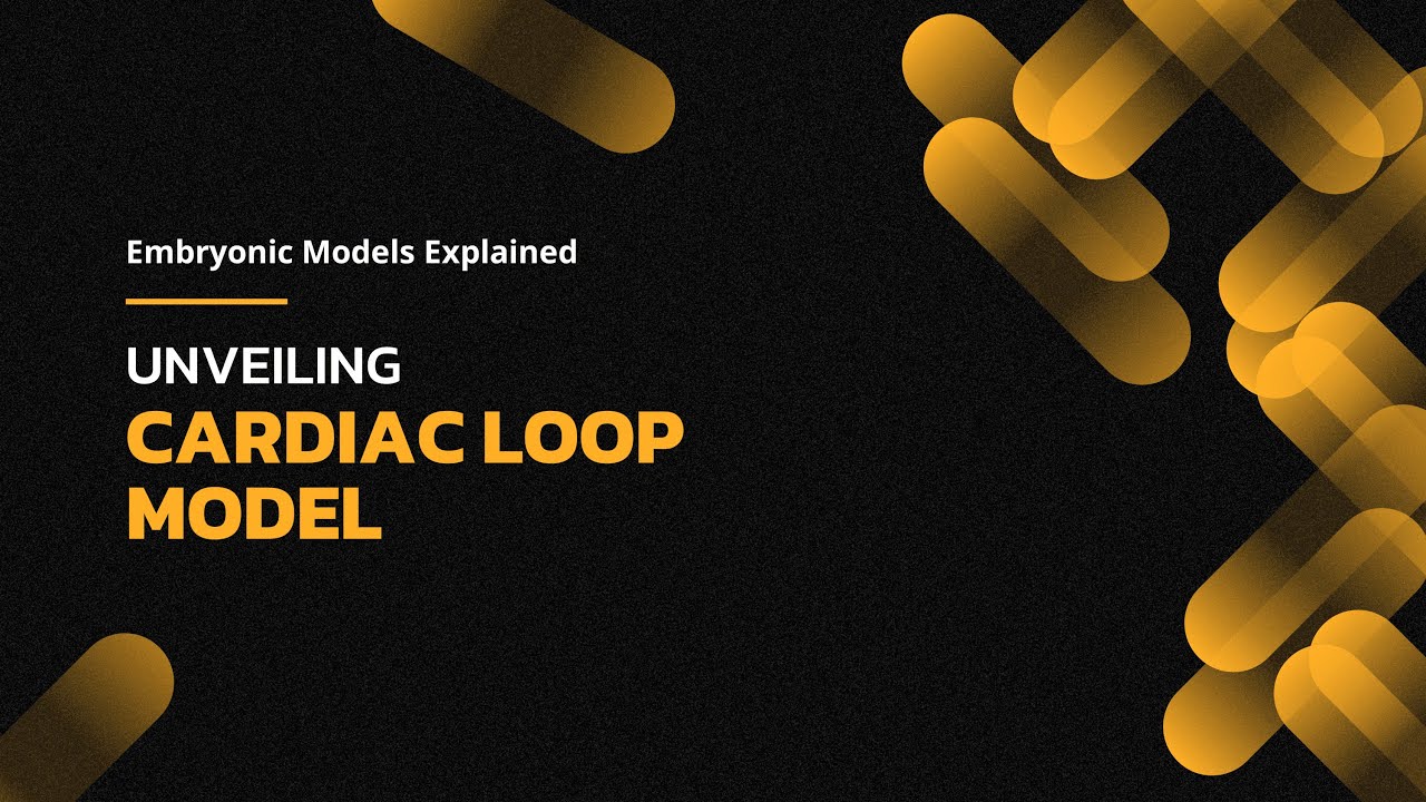 Unveiling the Formation of the Cardiac Loop: A Journey through ...