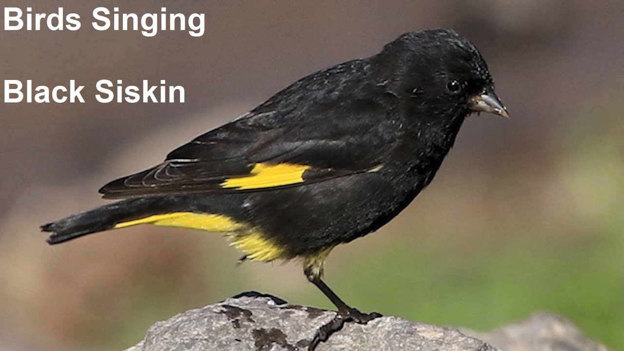 Birds Singing - Black Siskin - Sounds of Nature - YouTube