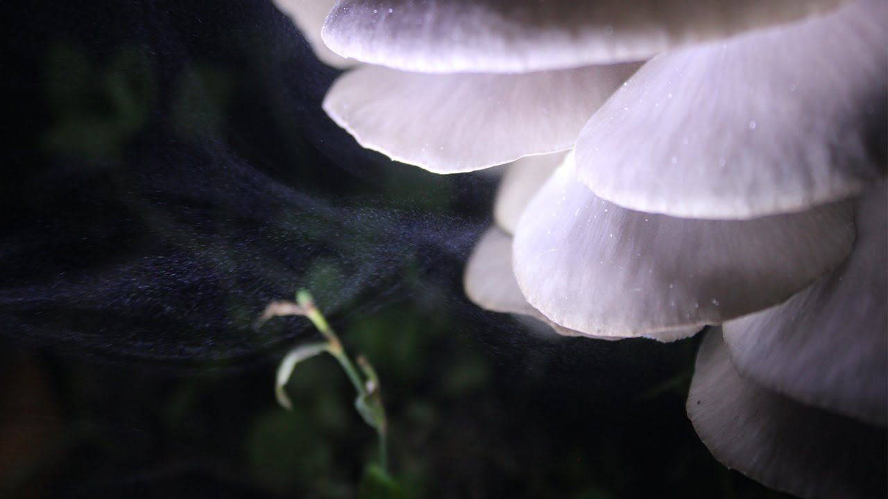 Uzgoj bukovače za početnike (Kako izgledaju spore gljive bukovače i ...