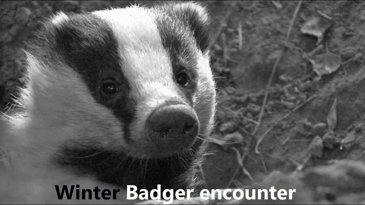 Winter Badger encounter at Brock wood - YouTube